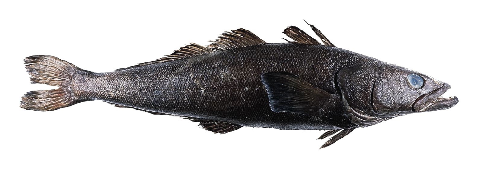 What in the World is a Seabass? | The Better Fish® Barramundi by ...