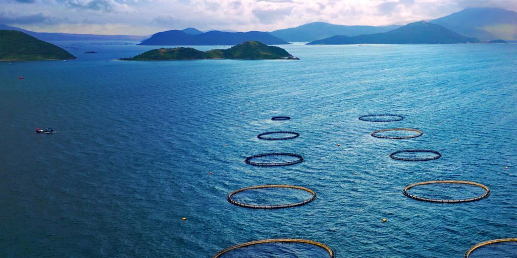 Our Mission | The Better Fish